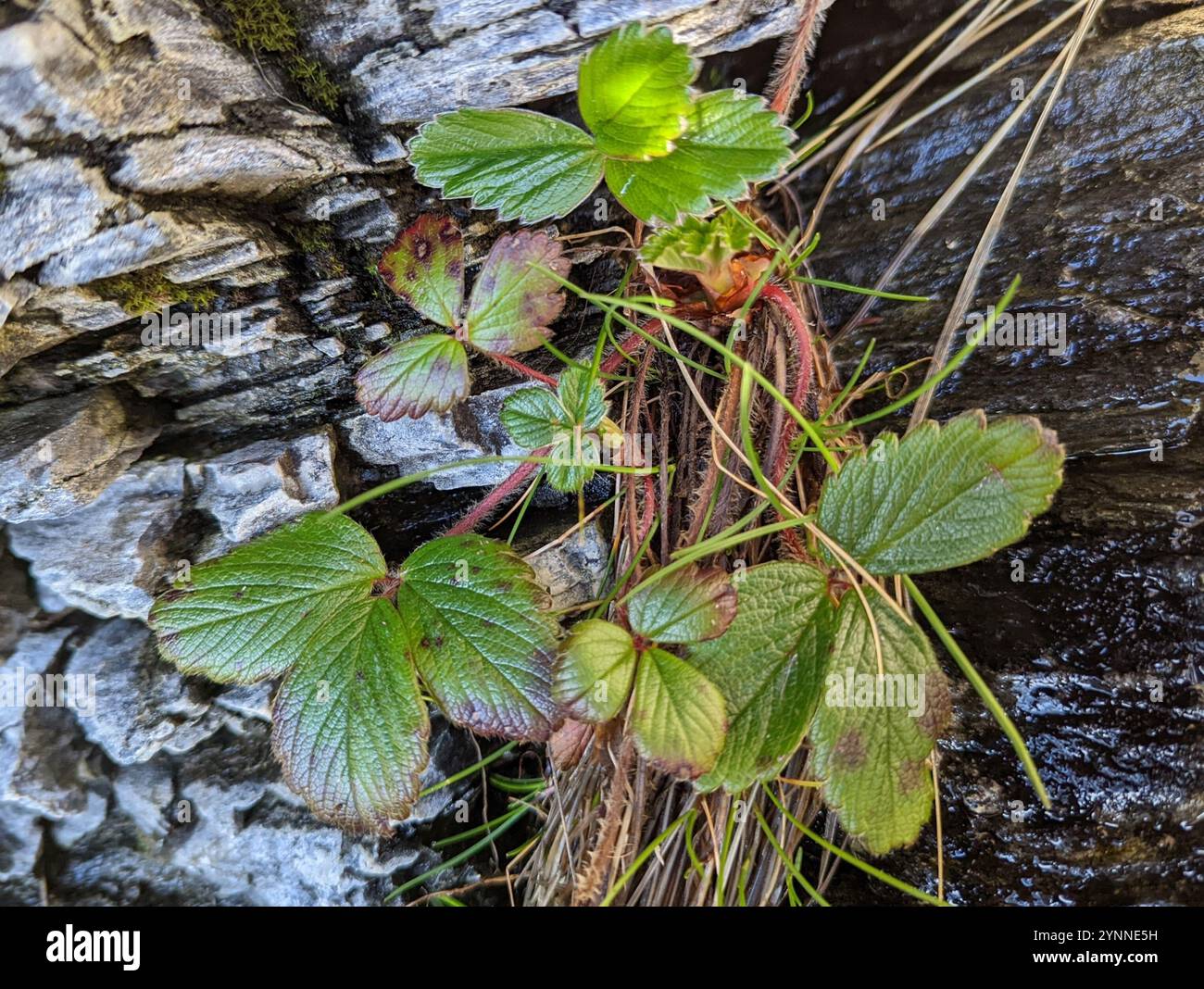 Beach strawberry fragaria chiloensis hi-res stock photography and ...