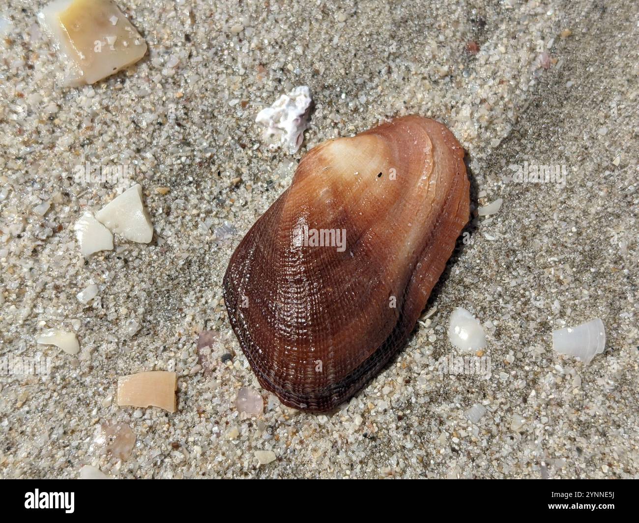 Barbatia hi-res stock photography and images - Alamy