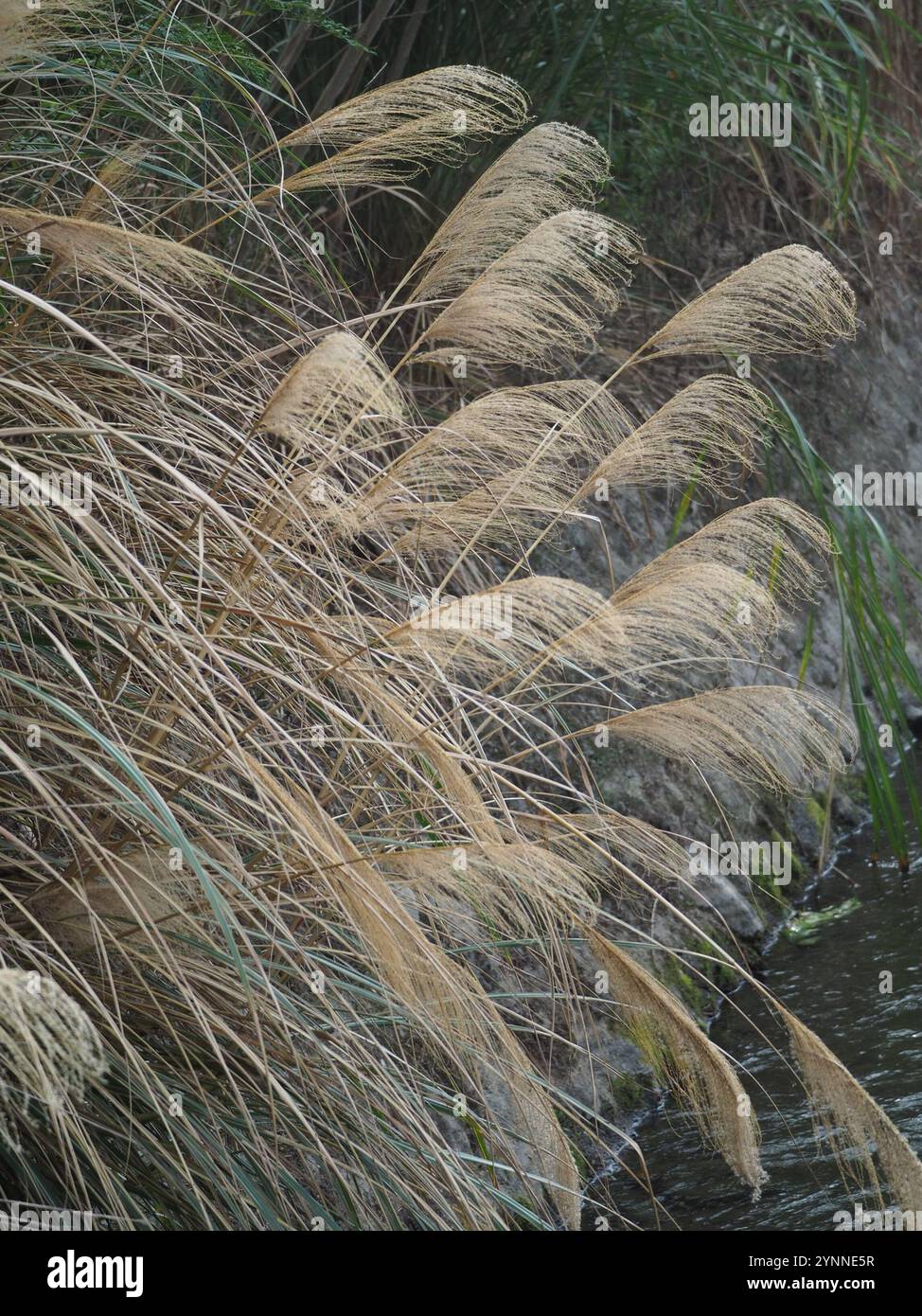 Chinese silver grass (Miscanthus sinensis Stock Photo - Alamy