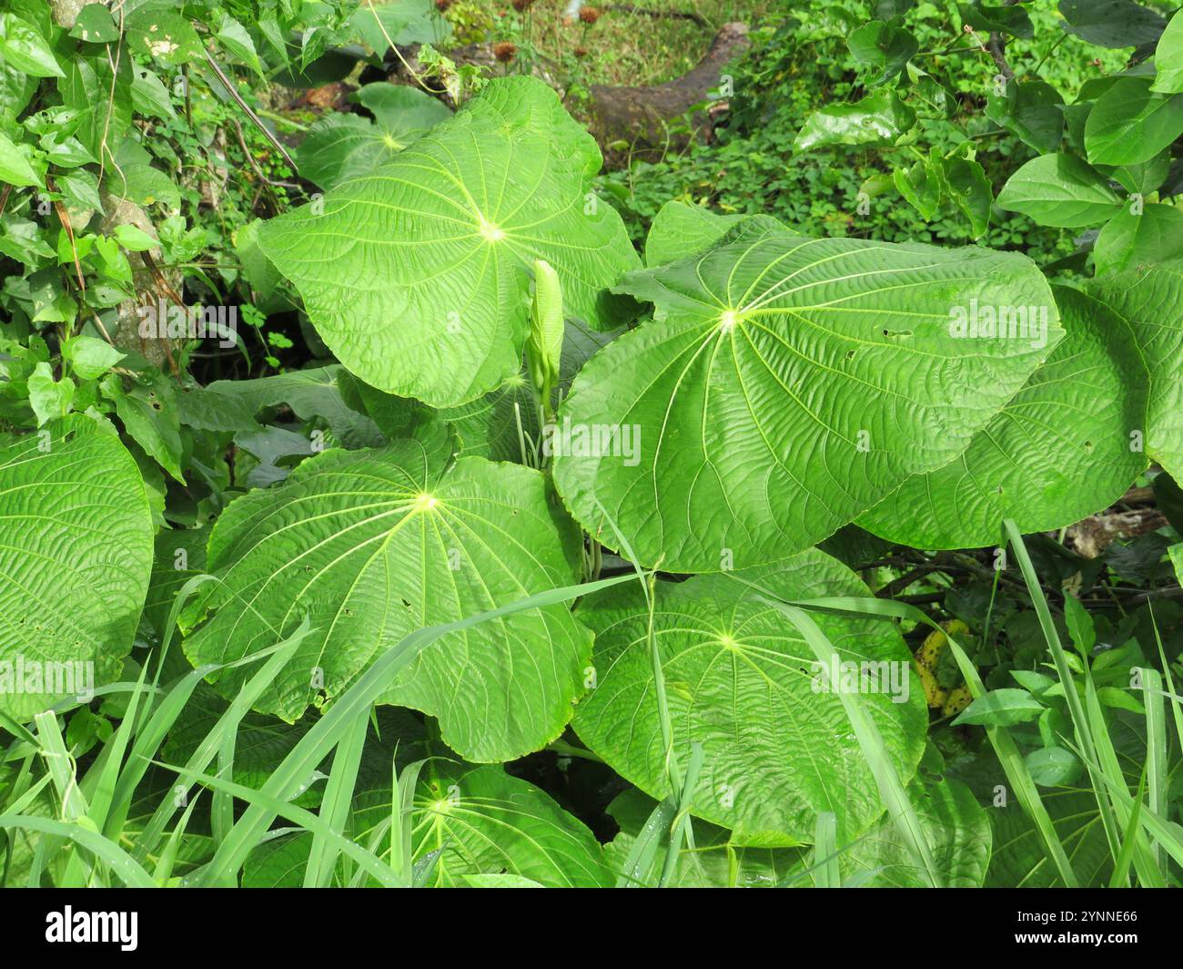 pariparoba (Piper peltatum Stock Photo - Alamy