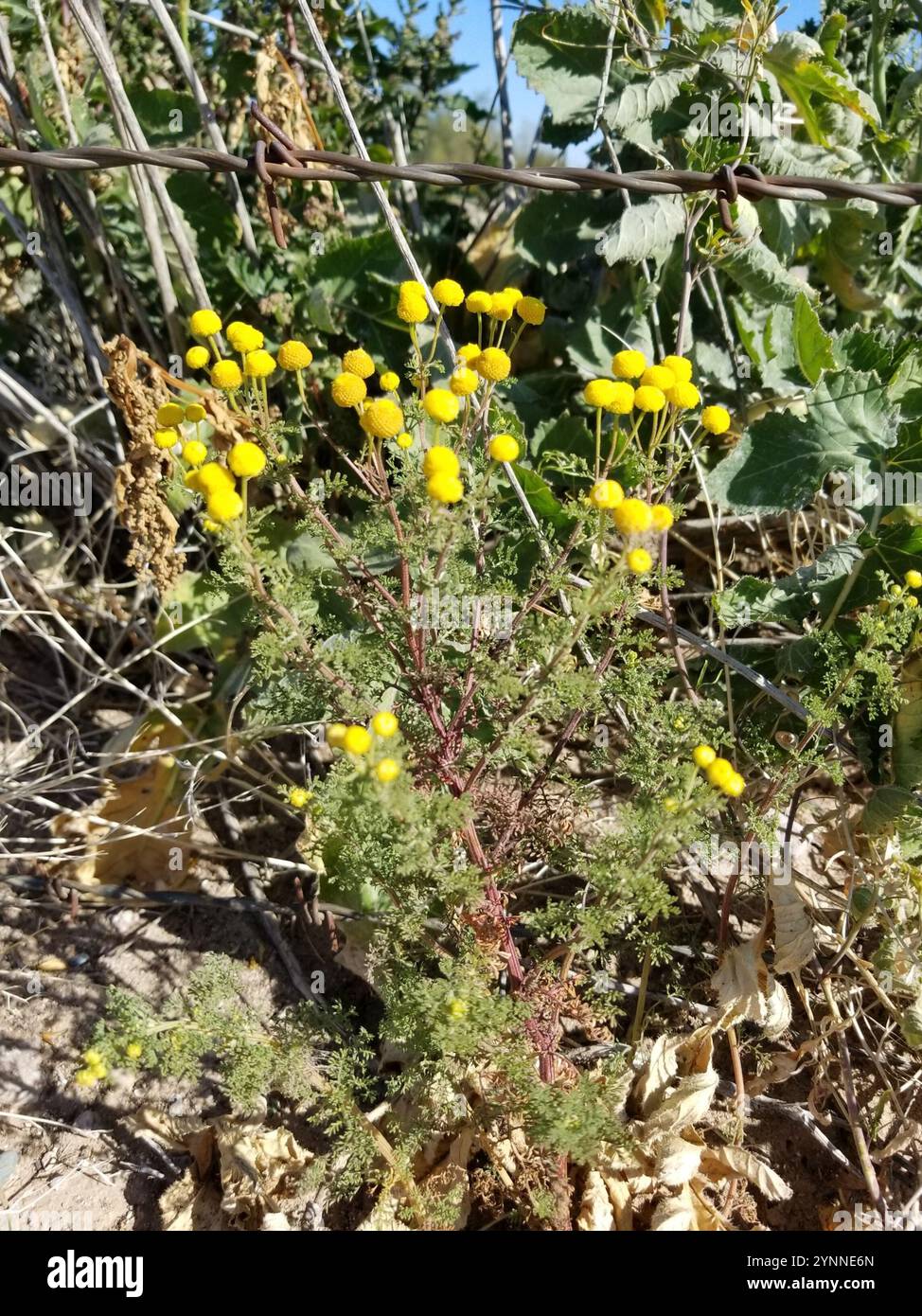 stinknet (Oncosiphon pilulifer Stock Photo - Alamy