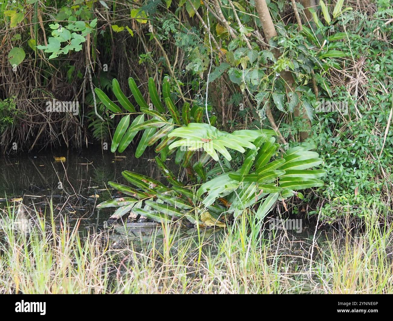 Golden Leather Fern (Acrostichum aureum Stock Photo - Alamy