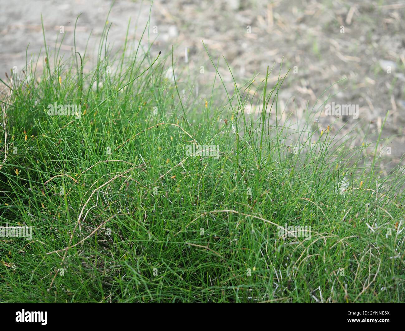 Branched Horsetail (Equisetum ramosissimum Stock Photo - Alamy