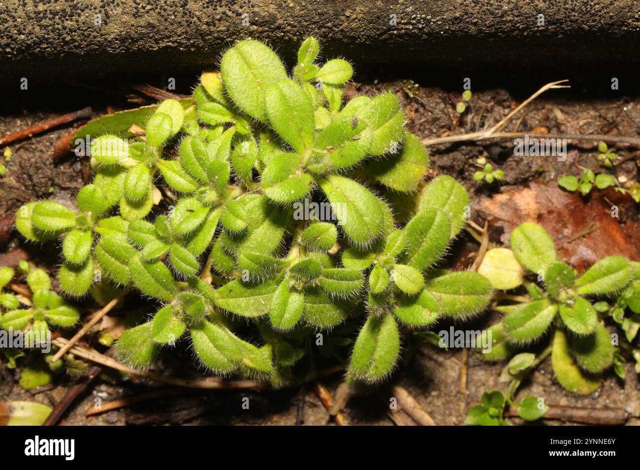 Common mouse-ear chickweed (Cerastium fontanum Stock Photo - Alamy
