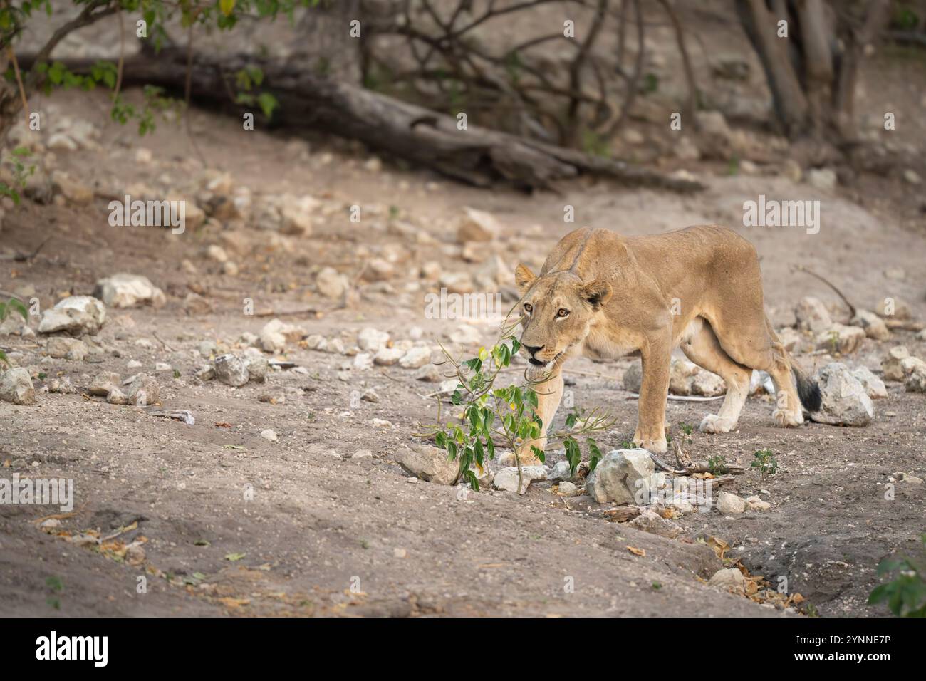 Lioness (Panthera leo) hunting, stalking behind a little bush. Front ...