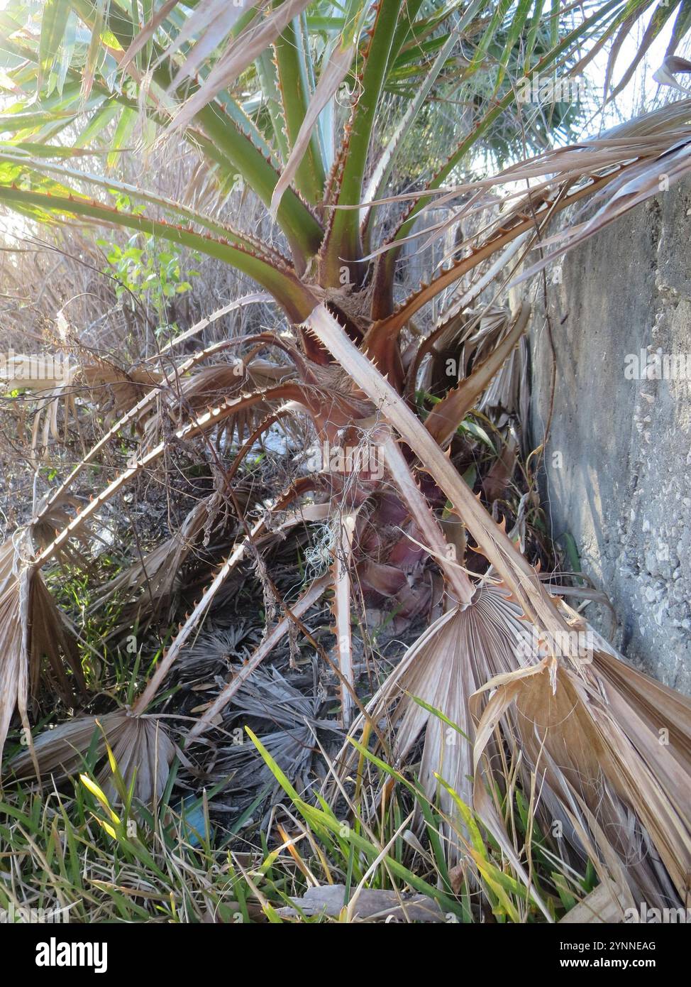 Mexican Fan Palm (Washingtonia robusta Stock Photo - Alamy