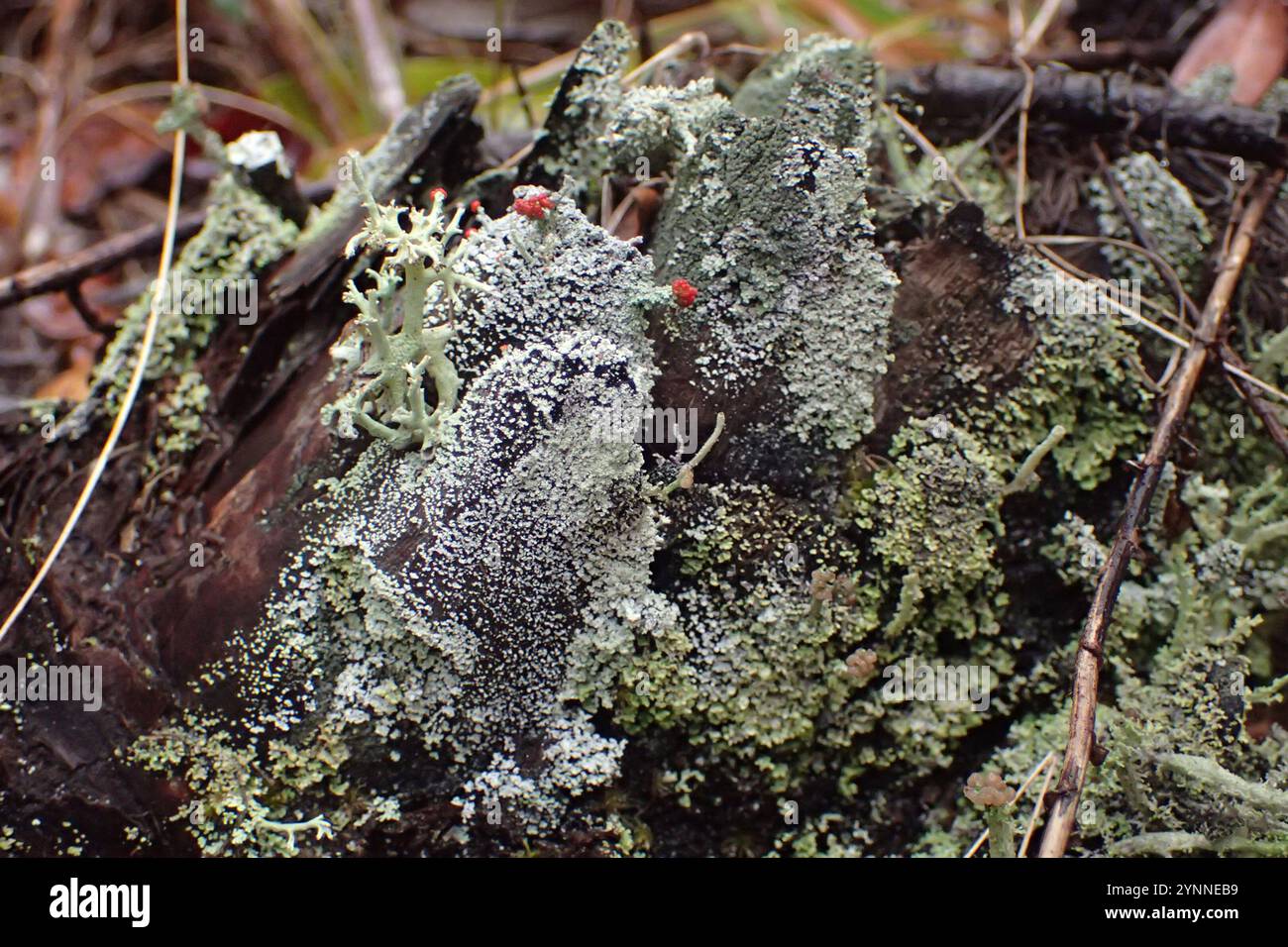 pixie cup and reindeer lichens (Cladonia Stock Photo - Alamy