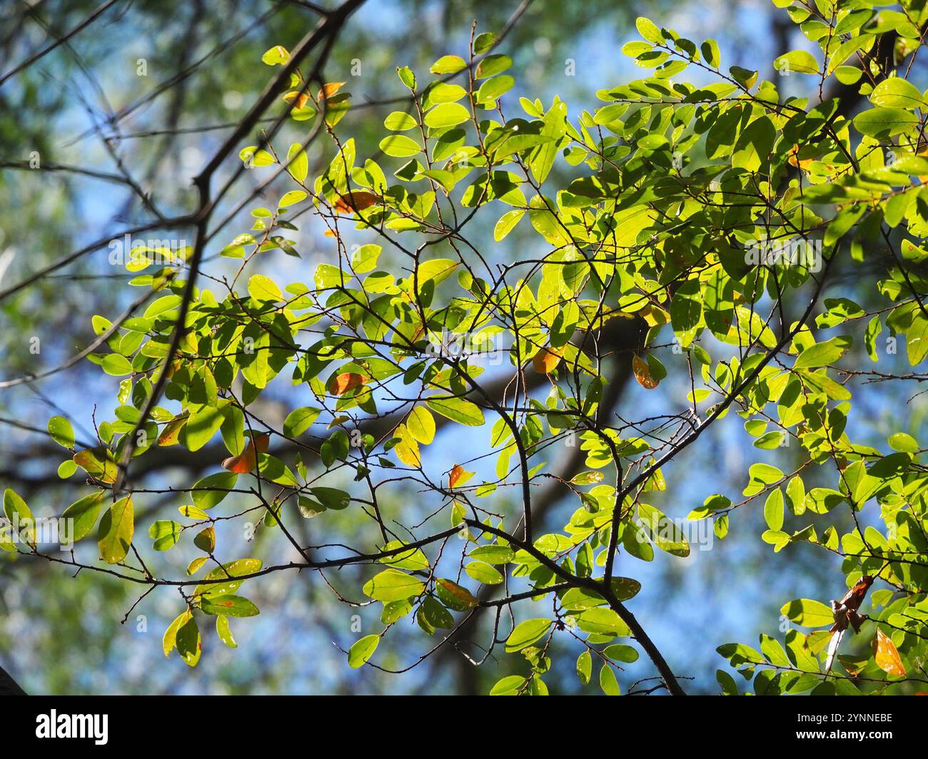 Pop-gun Seed (Bridelia tomentosa Stock Photo - Alamy