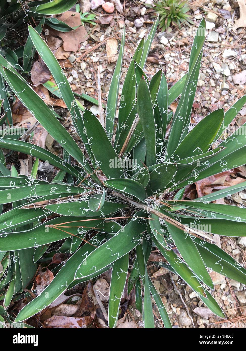 common yucca (Yucca filamentosa Stock Photo - Alamy