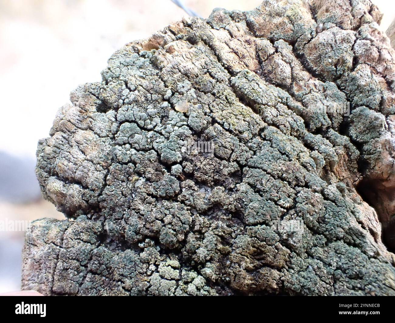 Granular Mottled-disk Lichen (Trapeliopsis granulosa Stock Photo - Alamy