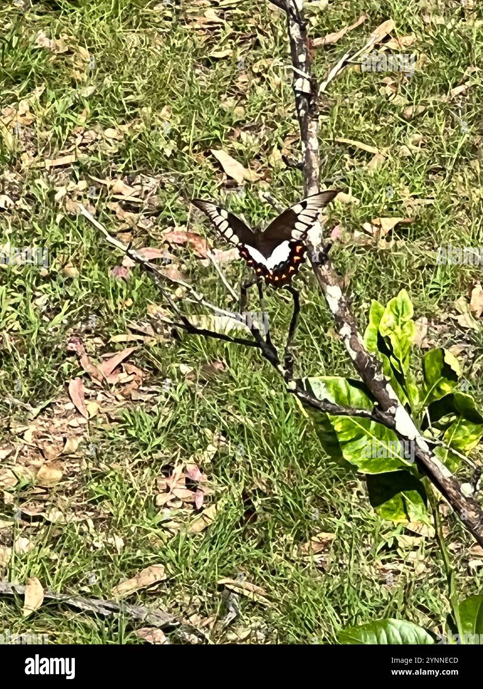 Orchard Swallowtail (Papilio aegeus Stock Photo - Alamy