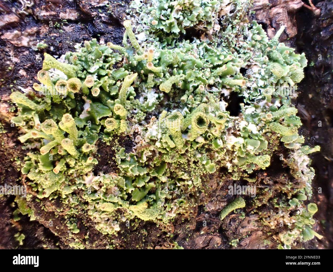 pixie cup and reindeer lichens (Cladonia Stock Photo - Alamy