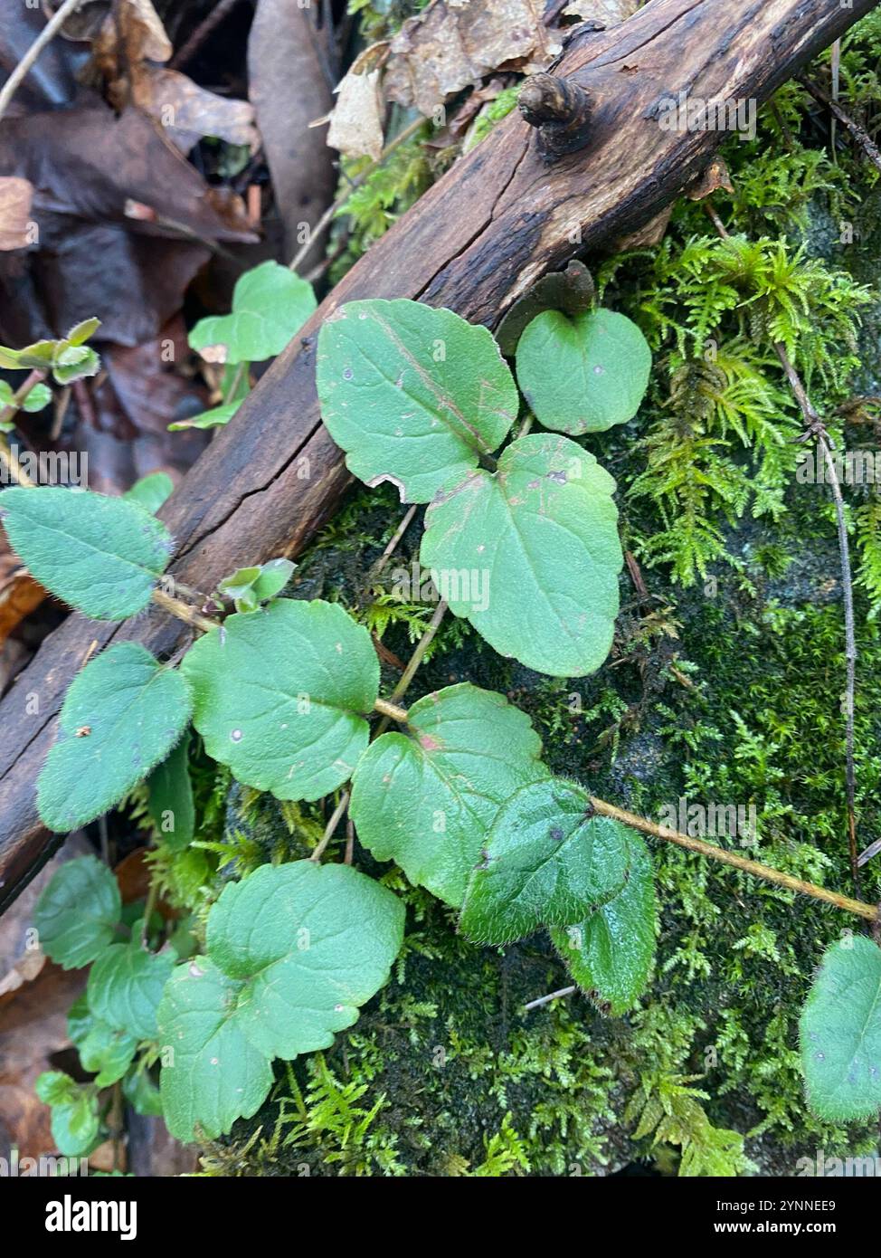 yerba buena (Clinopodium douglasii Stock Photo - Alamy
