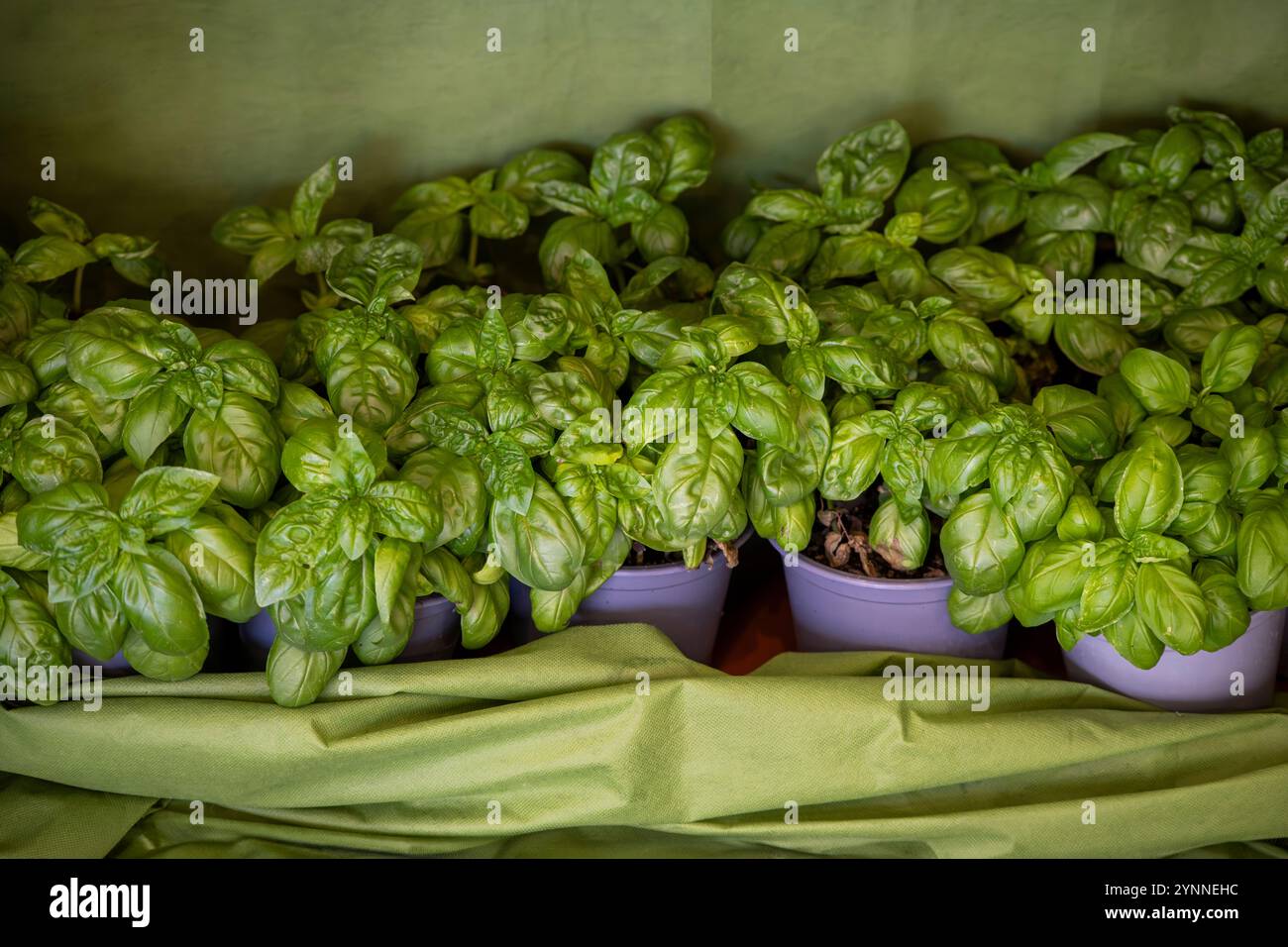 Fresh Basil Plants in Pots with Green Background for Culinary Use Stock ...