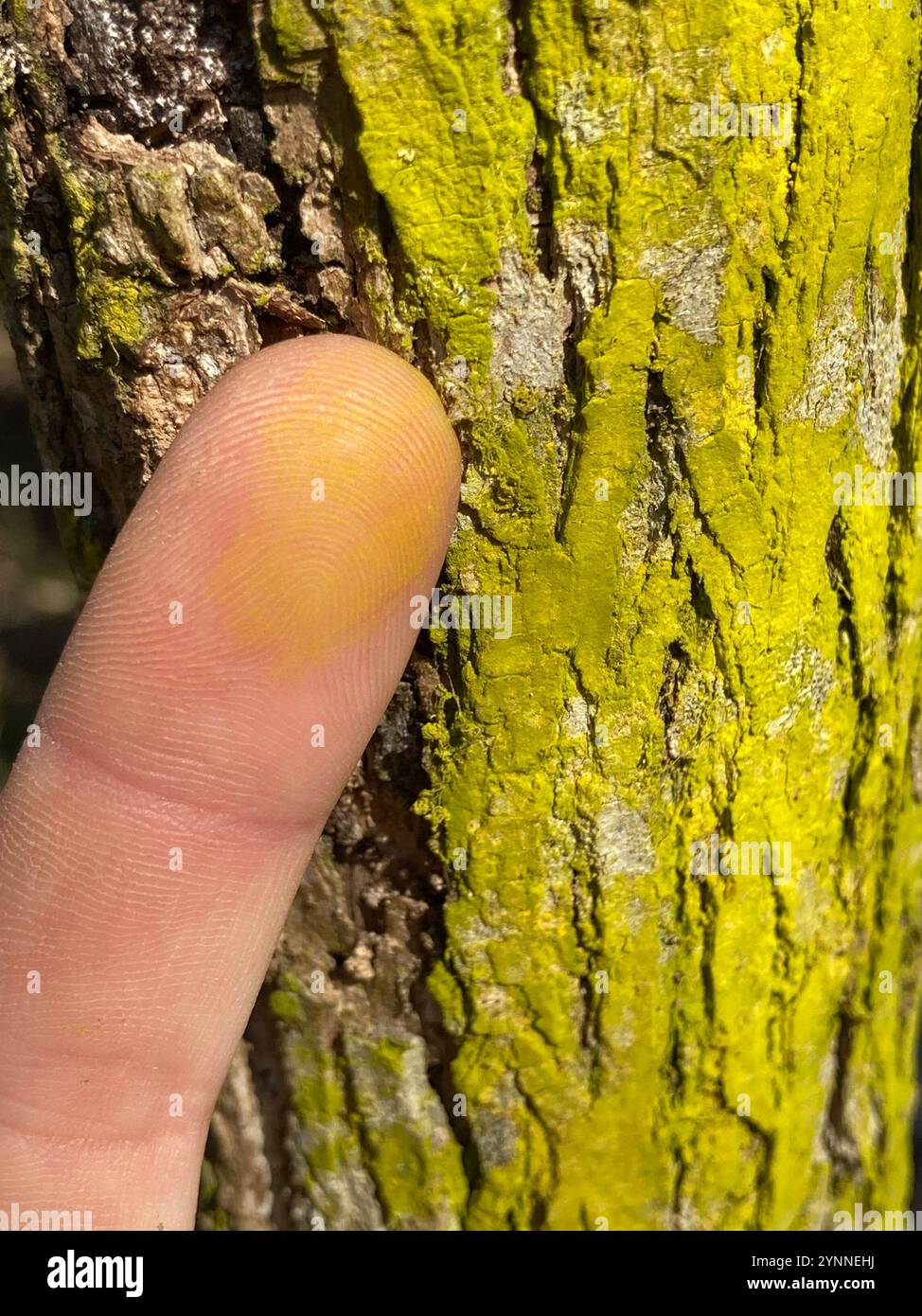 Common Gold-dust (Chrysothrix xanthina Stock Photo - Alamy