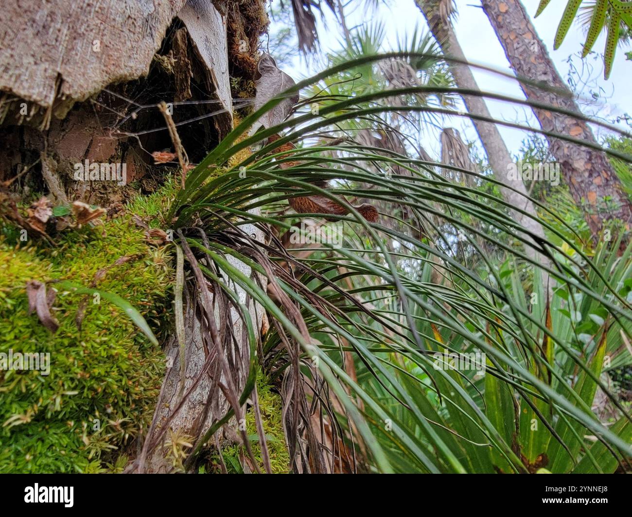 Shoestring Fern (Vittaria lineata Stock Photo - Alamy
