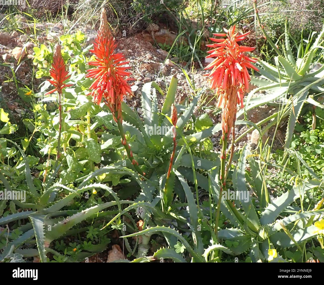 Candelabra Aloe (Aloe arborescens Stock Photo - Alamy