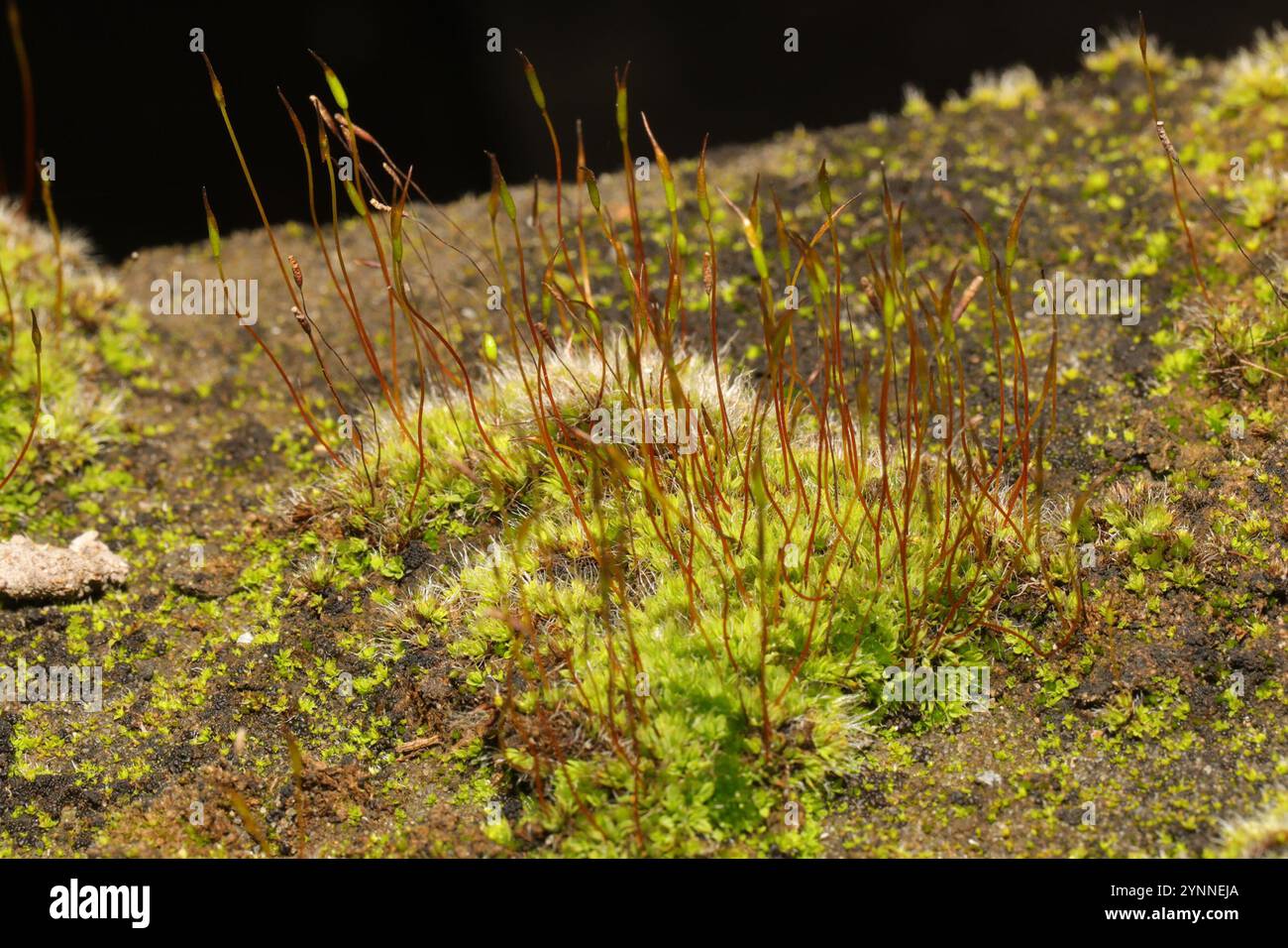 Wall Screw-moss (Tortula muralis Stock Photo - Alamy