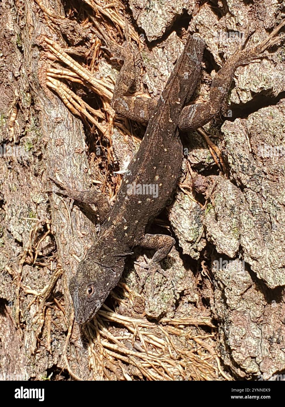 Brown Anole (Anolis sagrei Stock Photo - Alamy