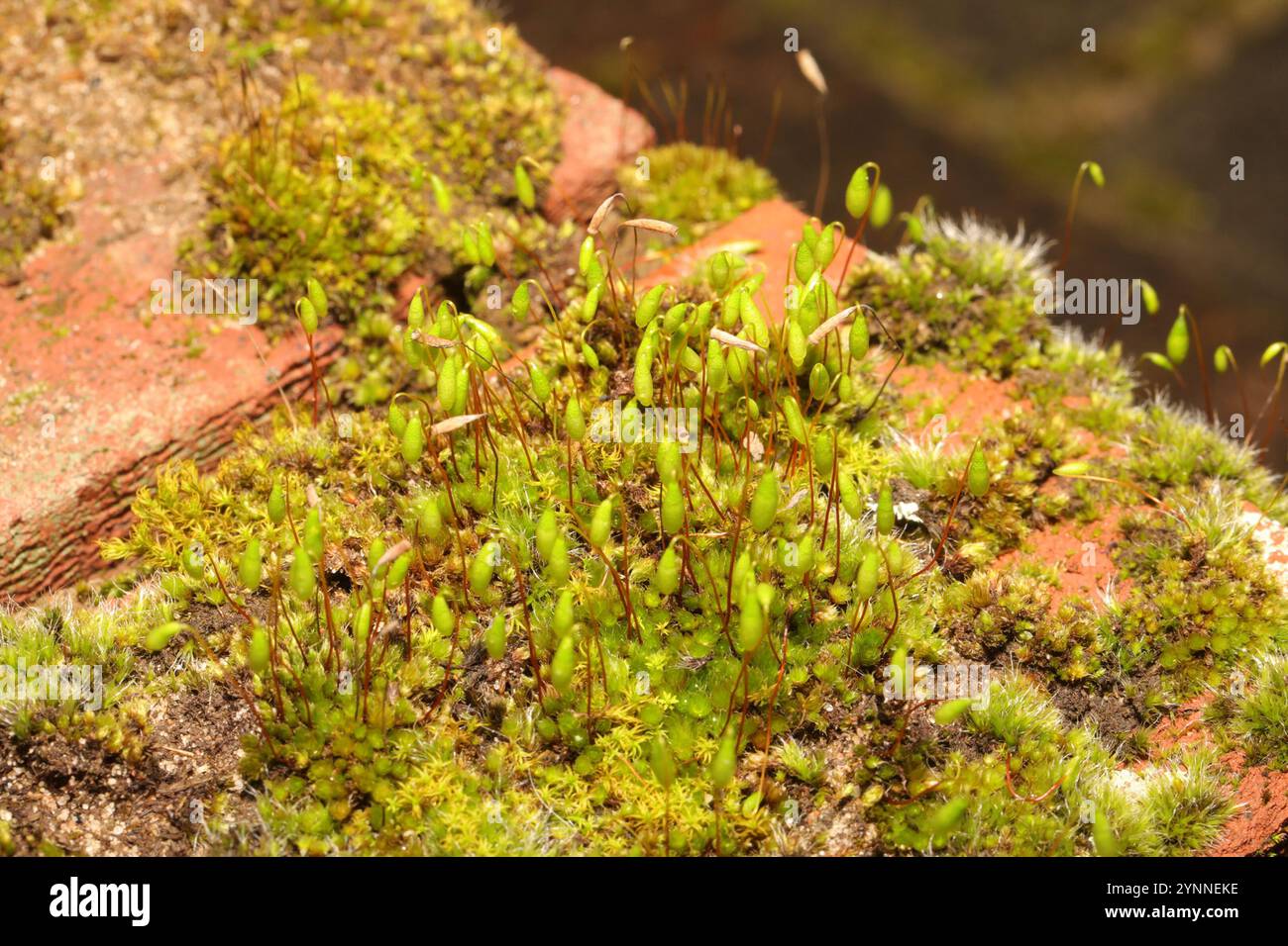 Capillary Thread-moss (Ptychostomum capillare Stock Photo - Alamy