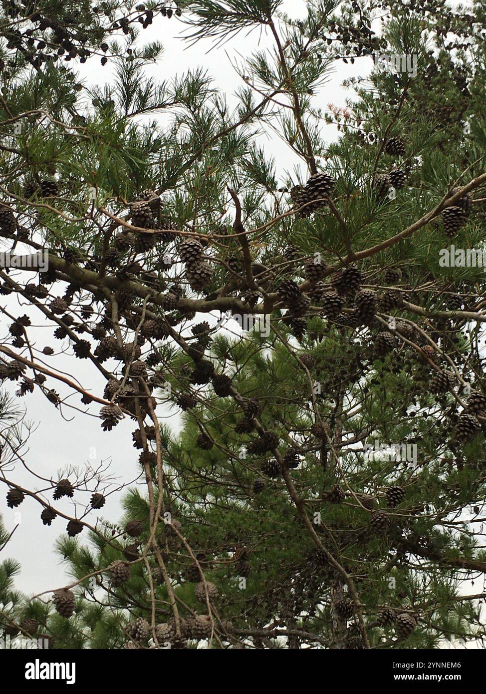 Virginia pine (Pinus virginiana Stock Photo - Alamy
