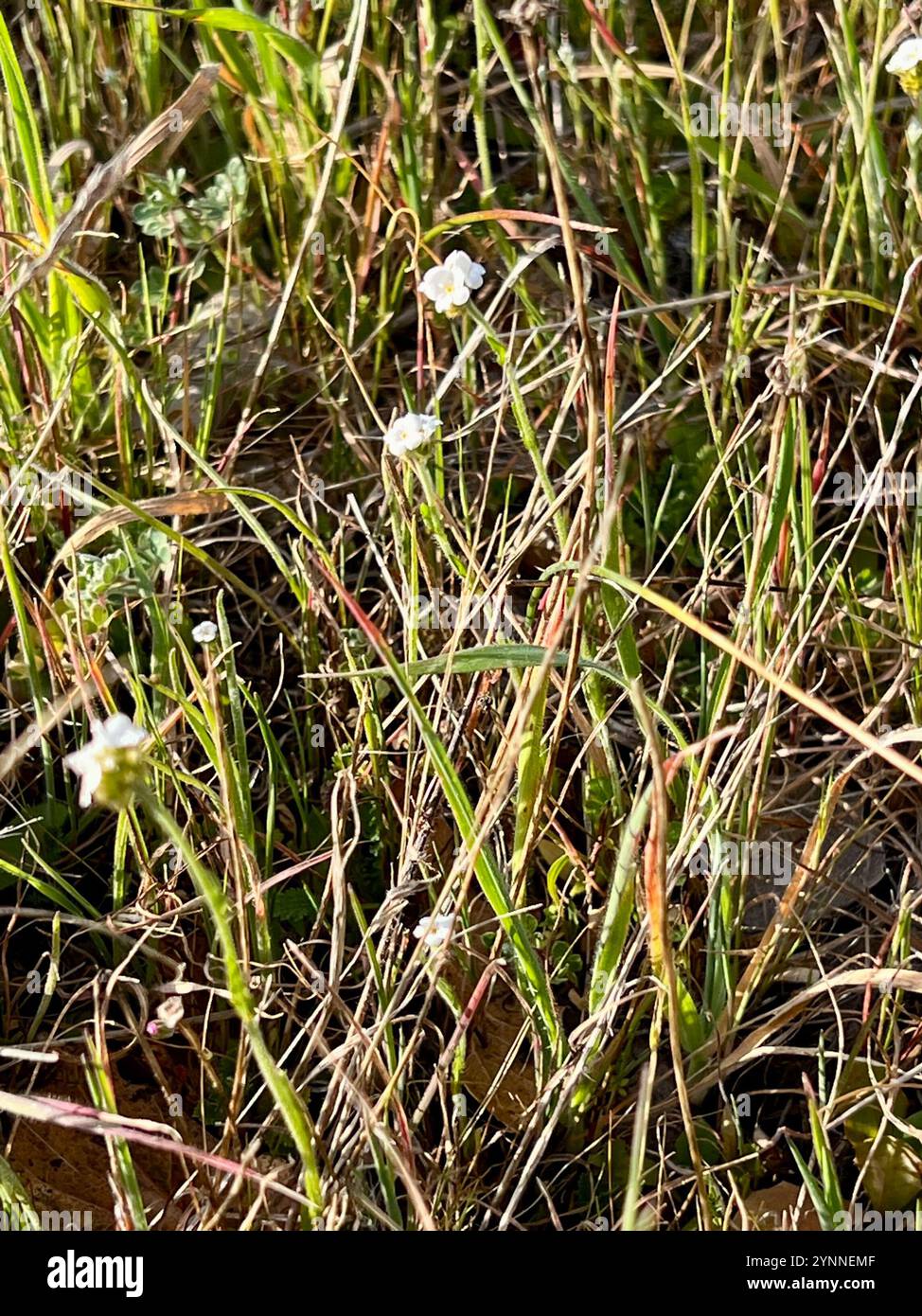 Rusty Popcornflower (Plagiobothrys nothofulvus Stock Photo - Alamy