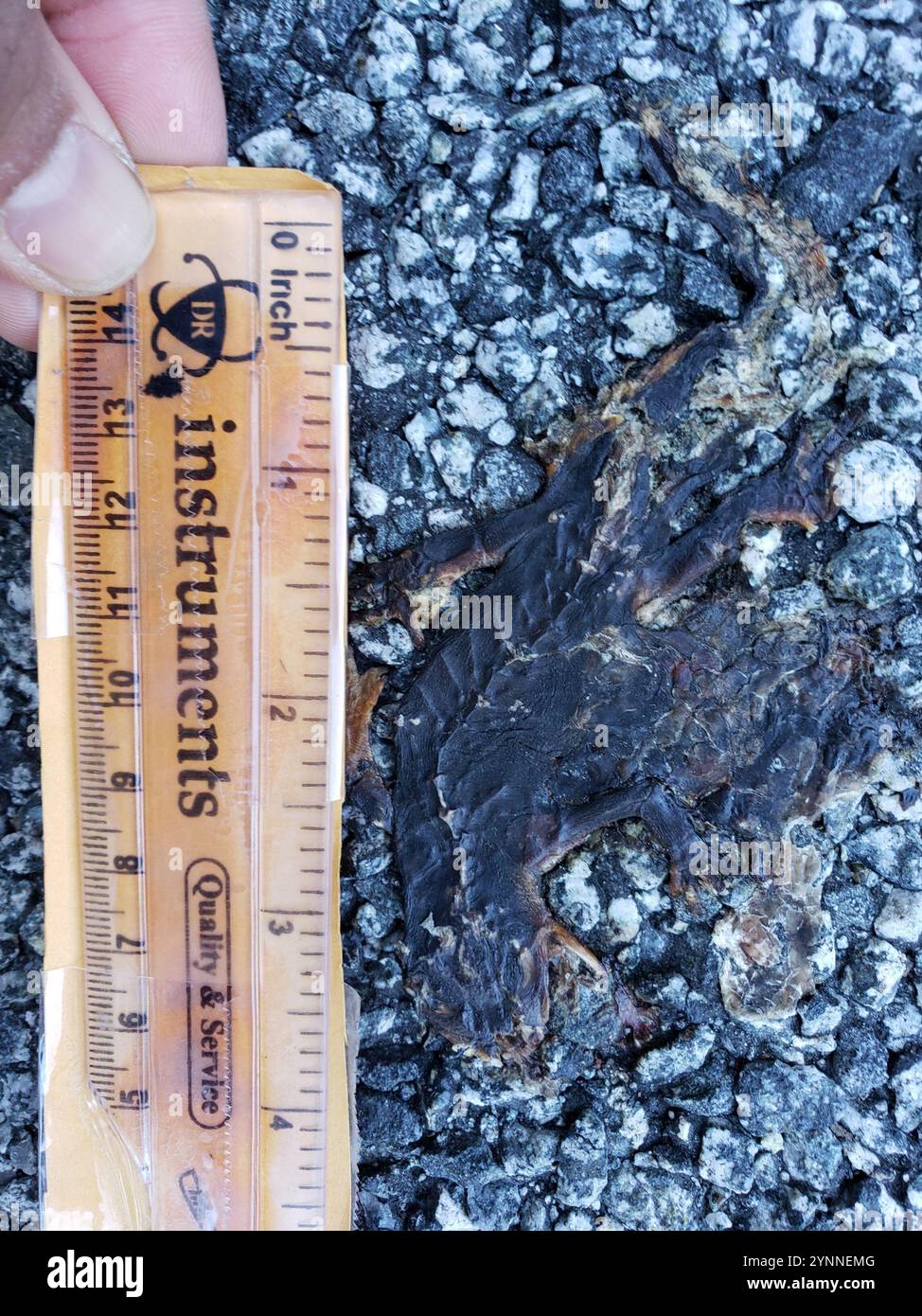 Pacific Newts (Taricha Stock Photo - Alamy