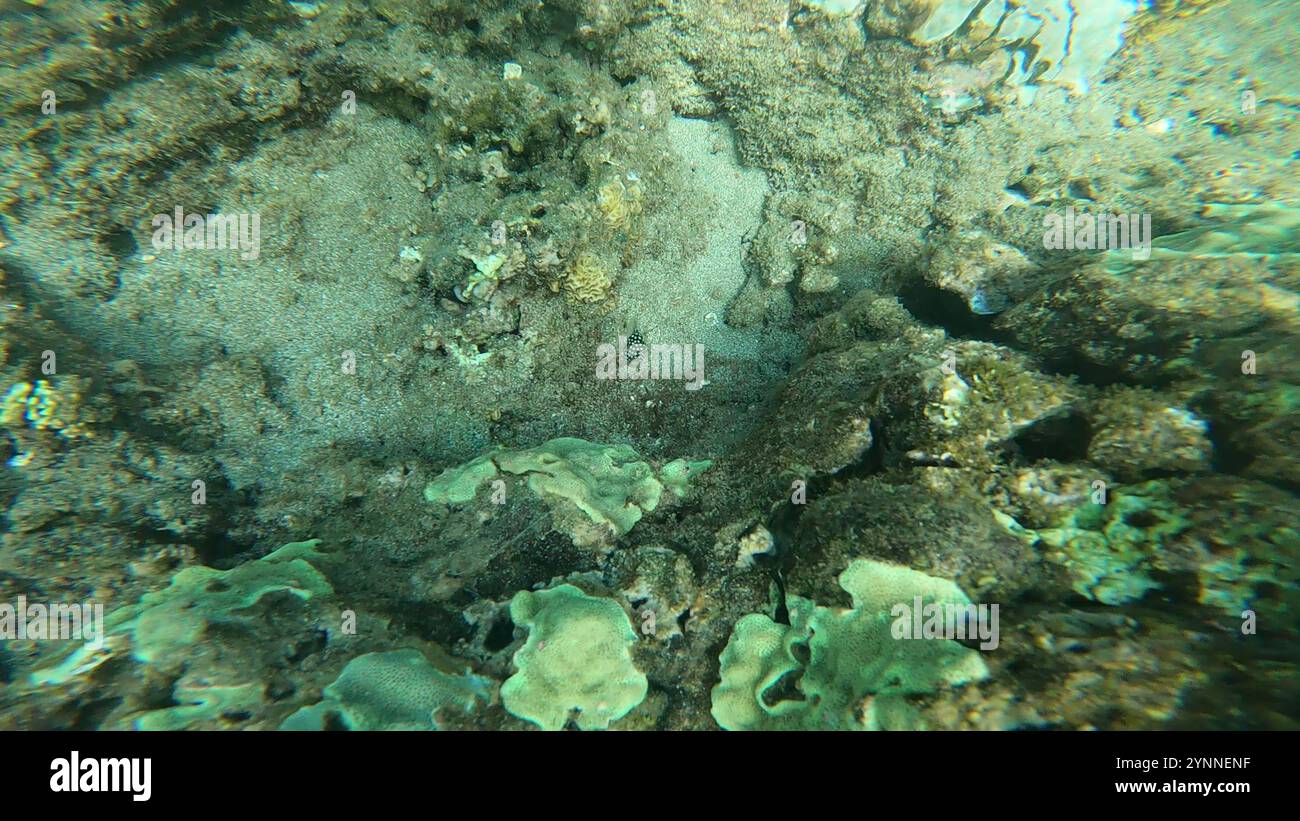 Hawaiian Spotted Toby (Canthigaster jactator Stock Photo - Alamy