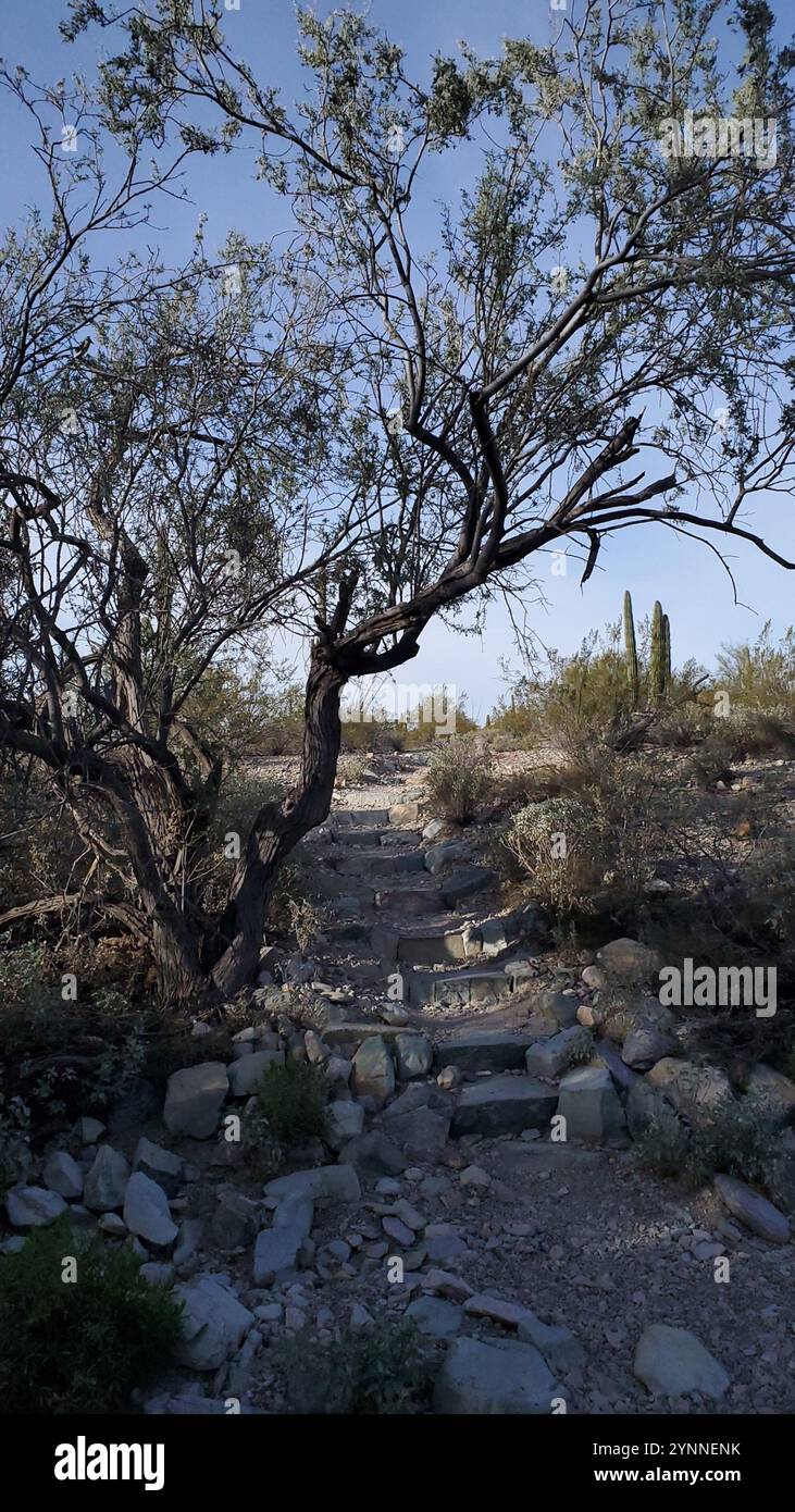 desert ironwood (Olneya tesota Stock Photo - Alamy