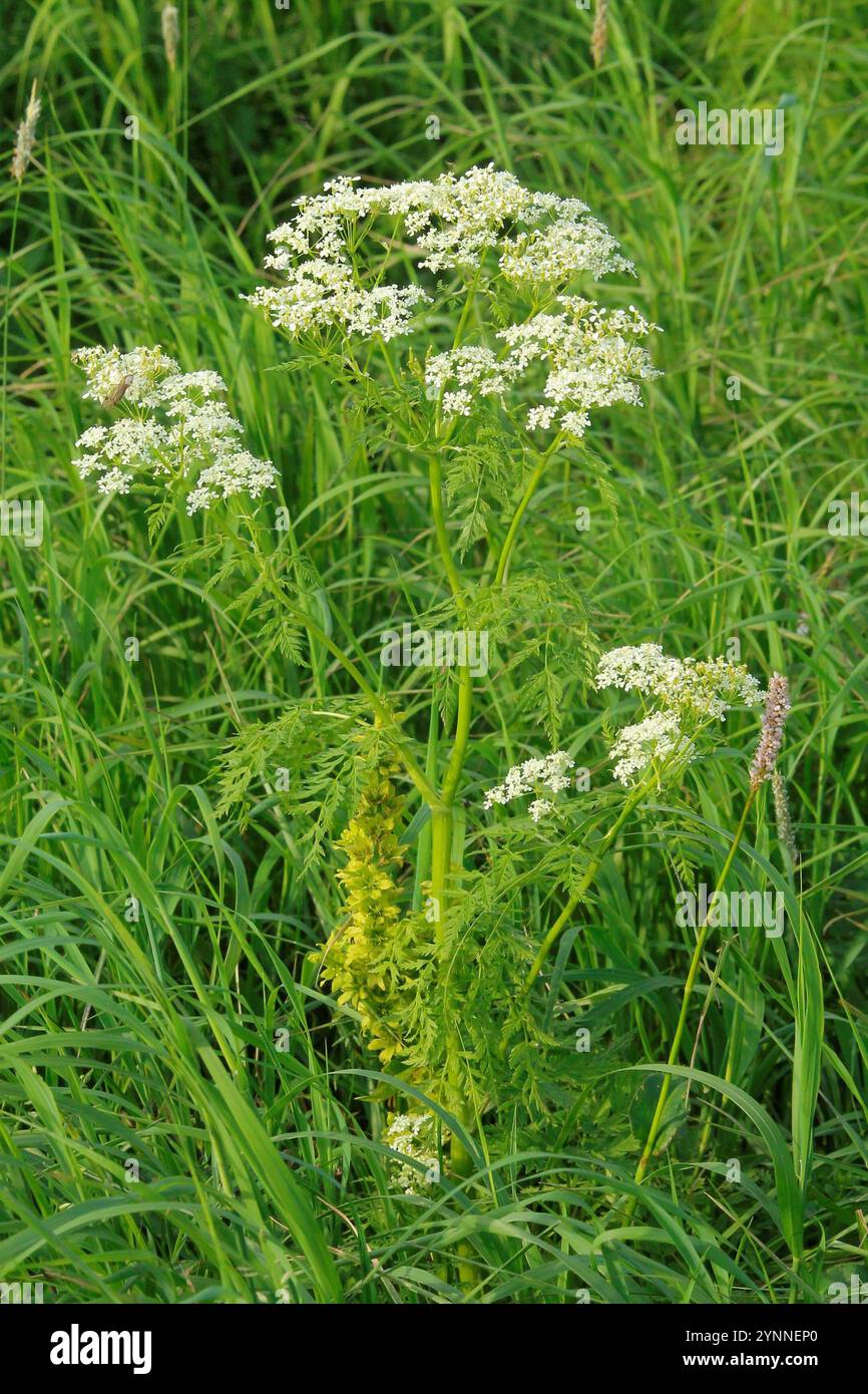 Cow Parsley (Anthriscus sylvestris Stock Photo - Alamy