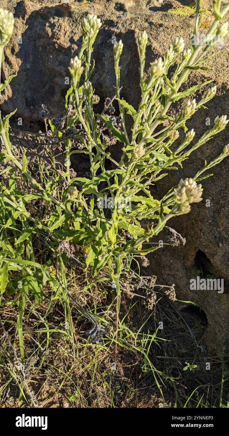 two-color rabbit tobacco (Pseudognaphalium biolettii Stock Photo - Alamy