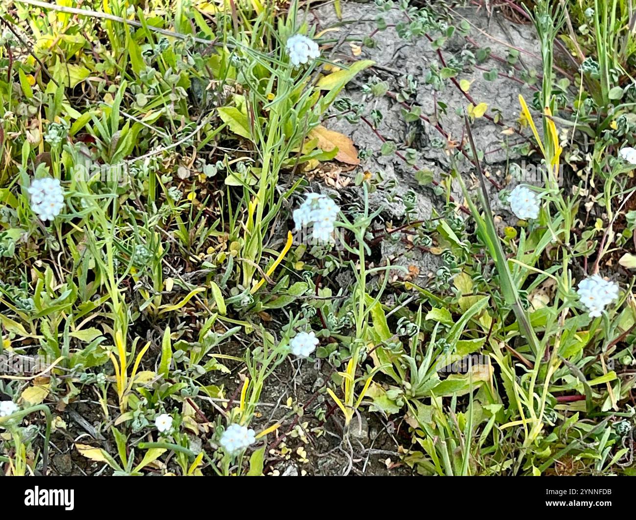 flaccid cryptantha (Cryptantha flaccida Stock Photo - Alamy