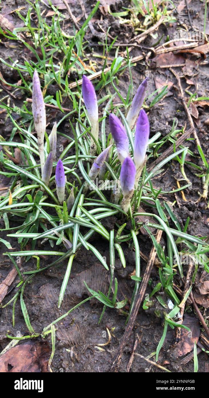 Woodland crocus (Crocus tommasinianus Stock Photo - Alamy