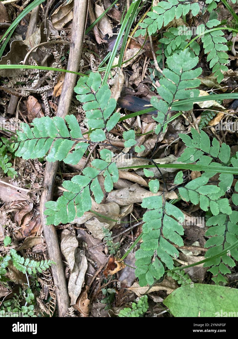 Cunningham's maidenhair (Adiantum cunninghamii Stock Photo - Alamy