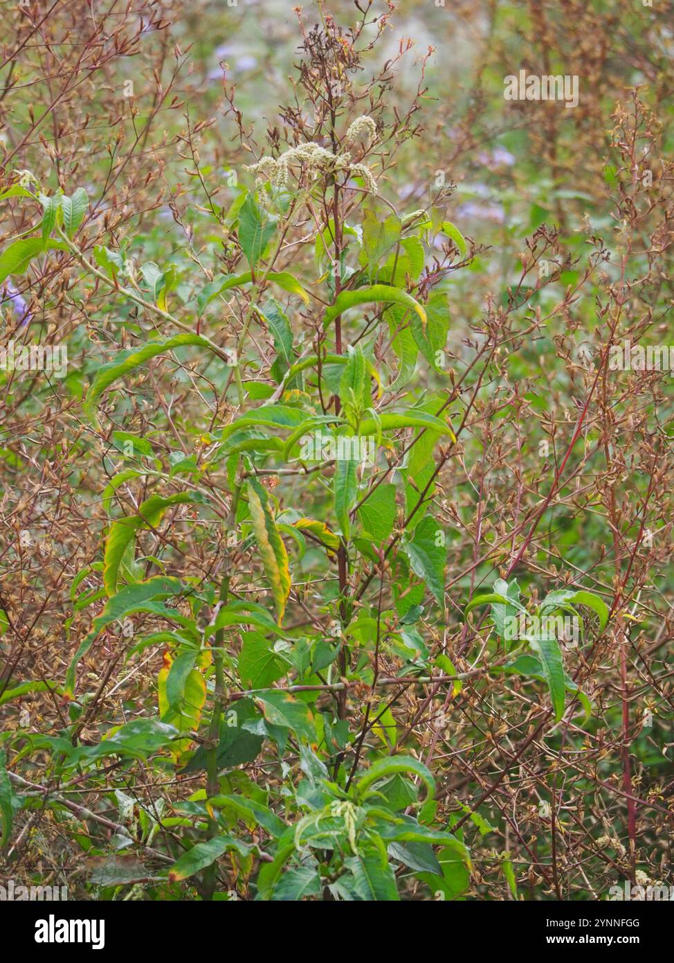 knotweed family (Polygonaceae Stock Photo - Alamy