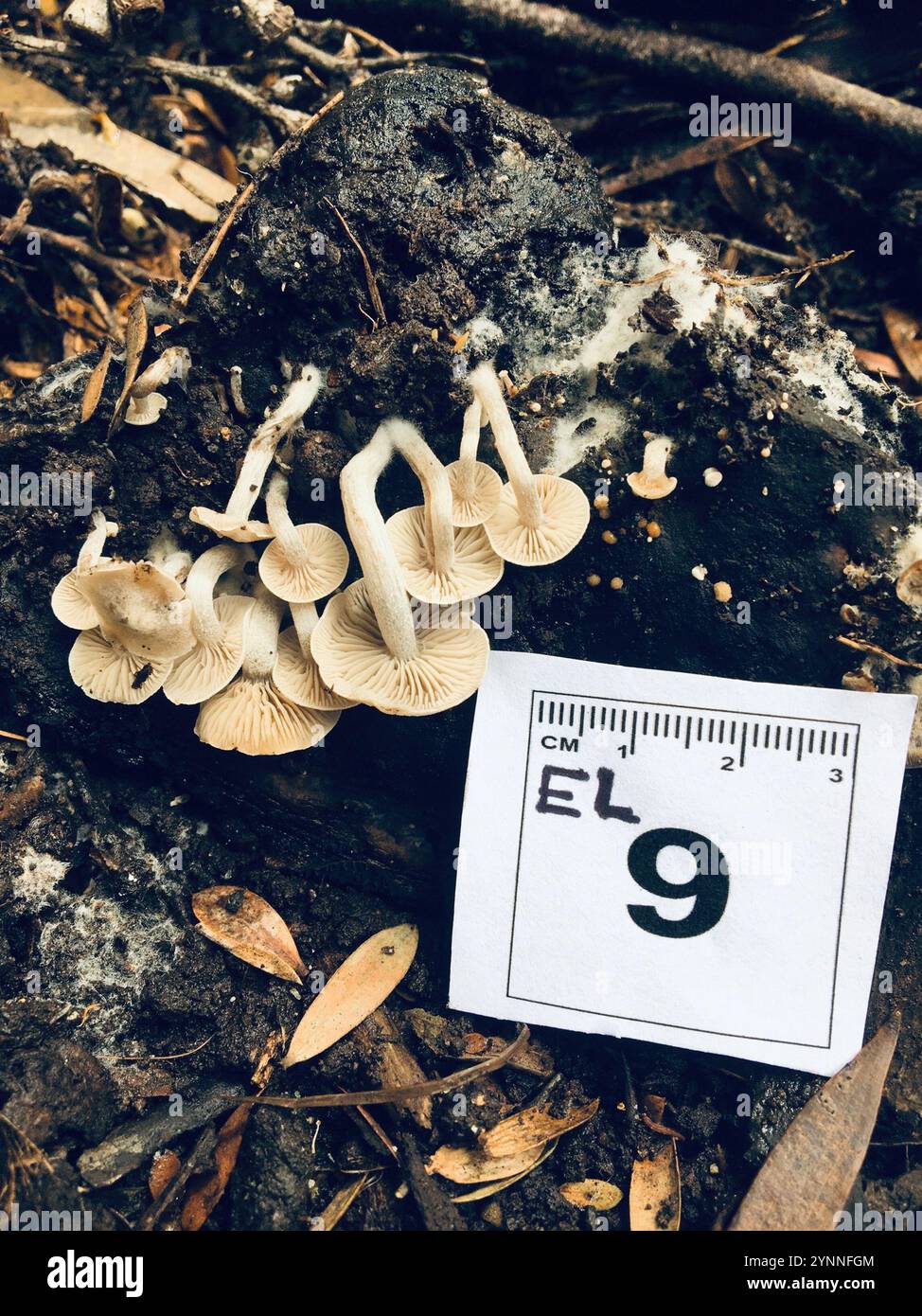 Grey Jockey (Asterophora mirabilis Stock Photo - Alamy