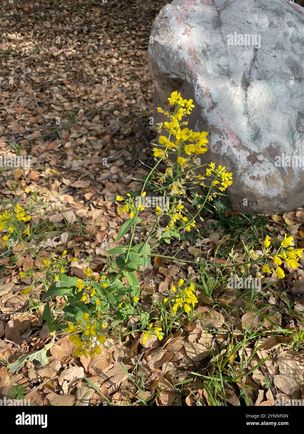 mustard family (Brassicaceae Stock Photo - Alamy