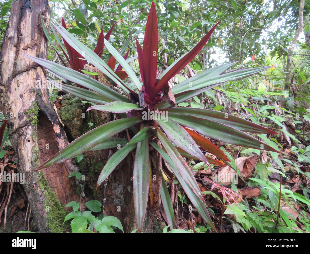 Moses-in-the-cradle (Tradescantia spathacea Stock Photo - Alamy