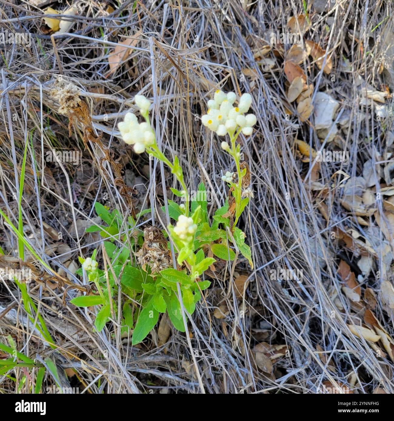 California cudweed (Pseudognaphalium californicum Stock Photo - Alamy