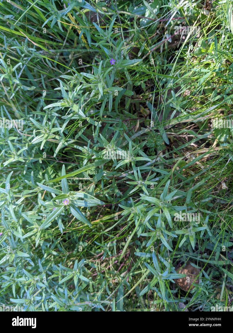 slender phlox (Microsteris gracilis Stock Photo - Alamy