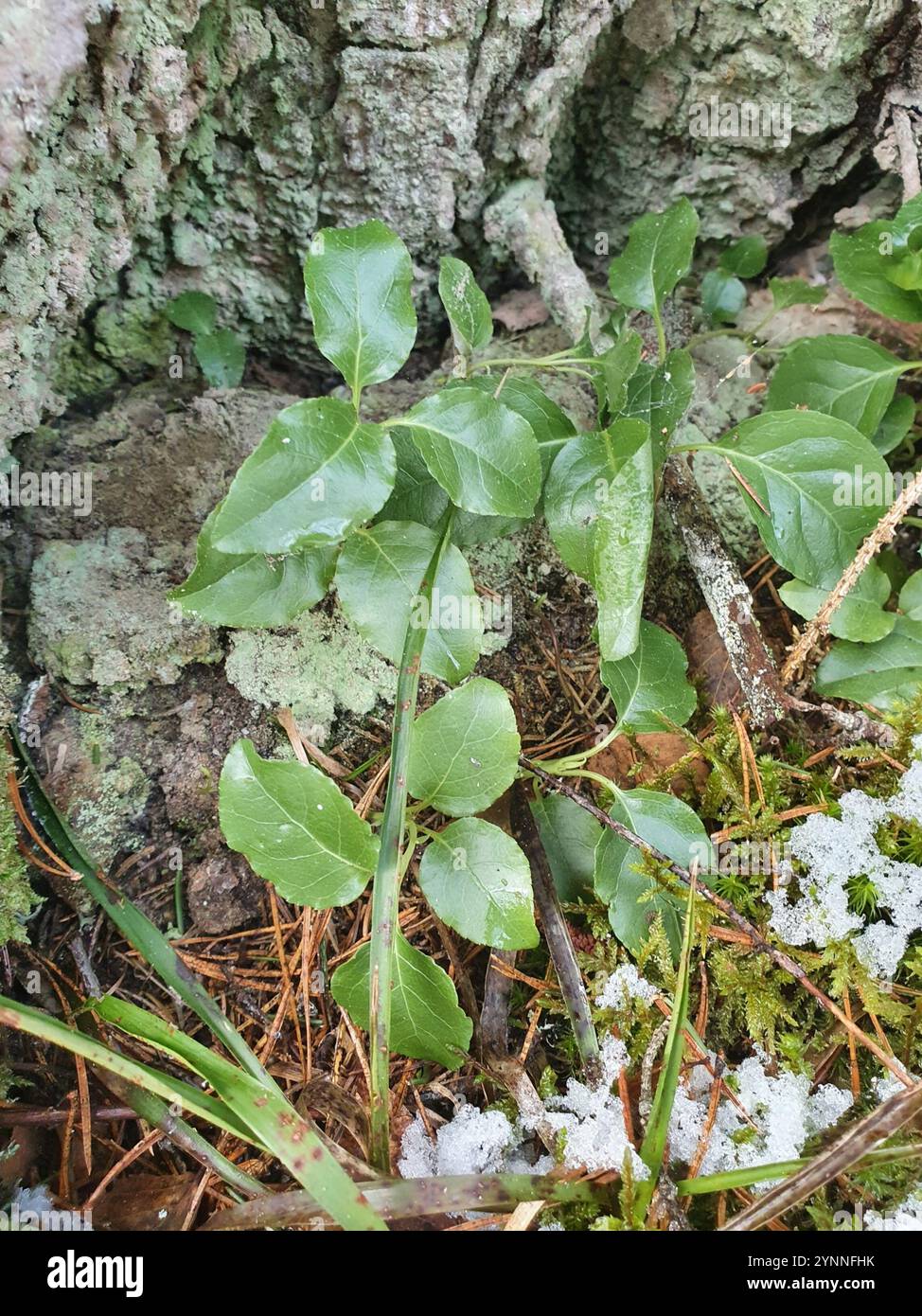 one-sided wintergreen (Orthilia secunda Stock Photo - Alamy