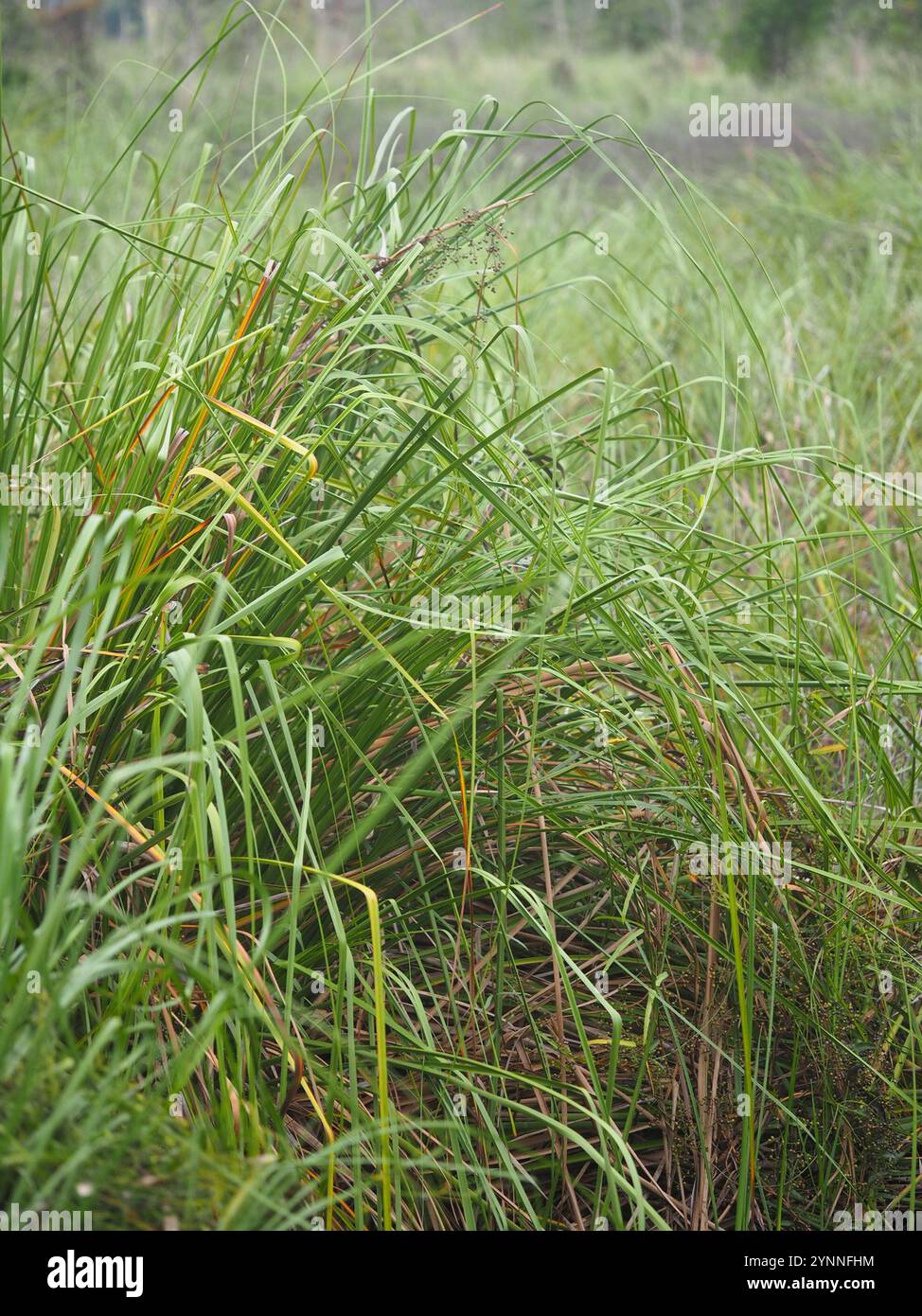 Swamp Sawgrass (Cladium mariscus Stock Photo - Alamy