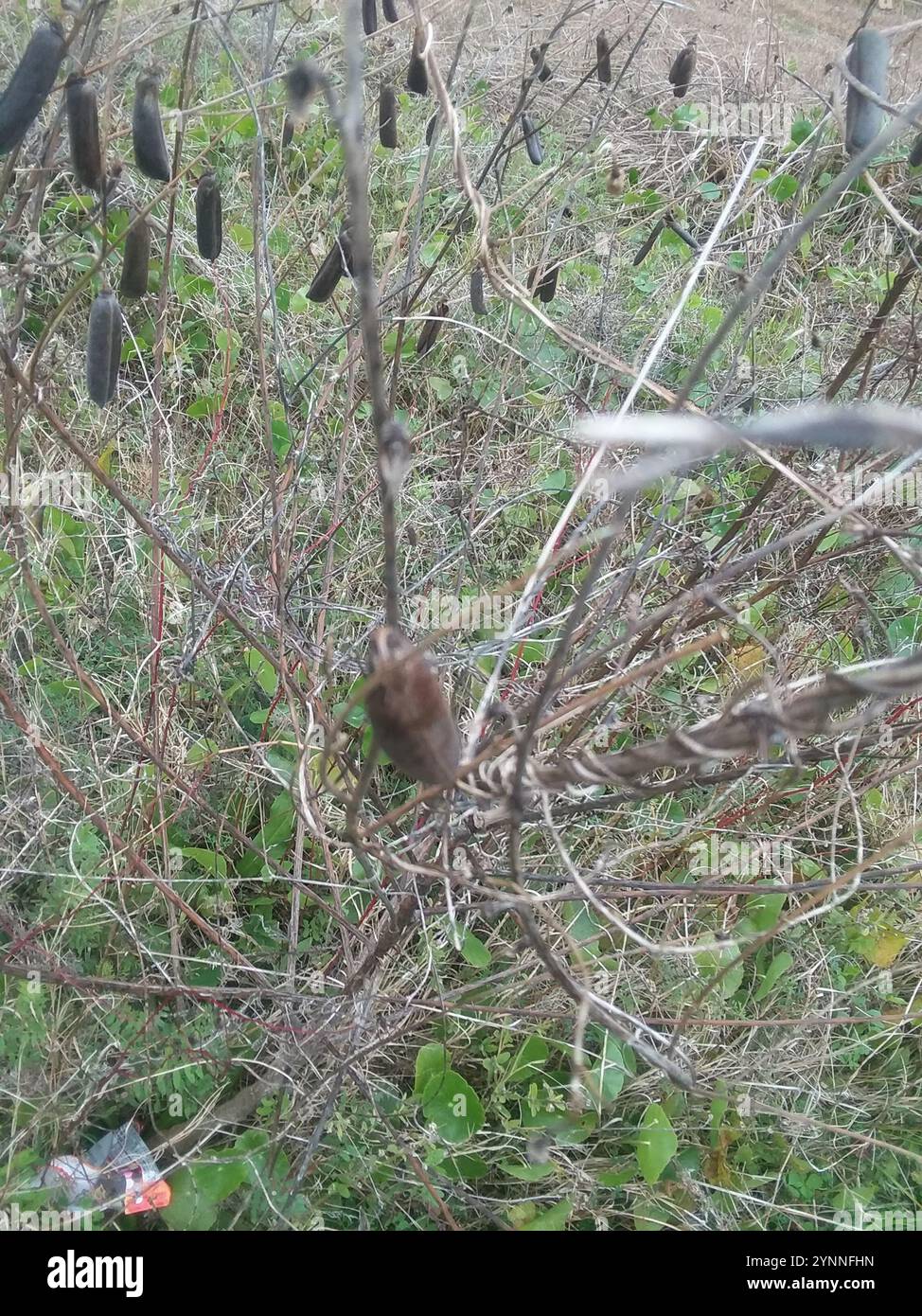 Showy Rattlebox (Crotalaria spectabilis Stock Photo - Alamy