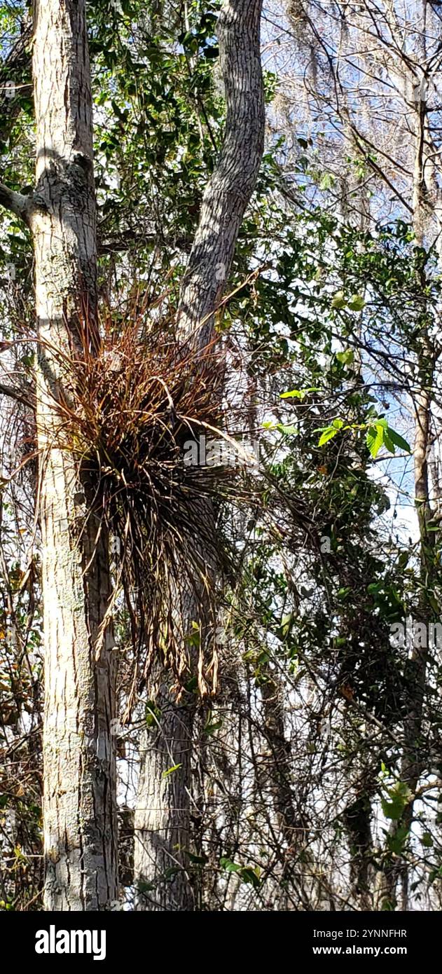 southern needleleaf airplant (Tillandsia setacea Stock Photo - Alamy