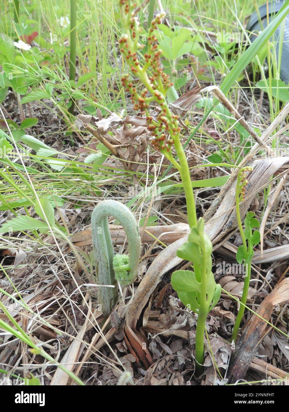 The common moonwort hi-res stock photography and images - Alamy
