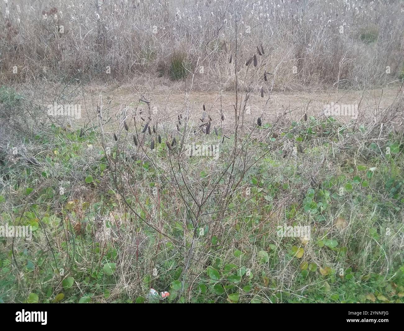 Showy rattlebox hi-res stock photography and images - Alamy