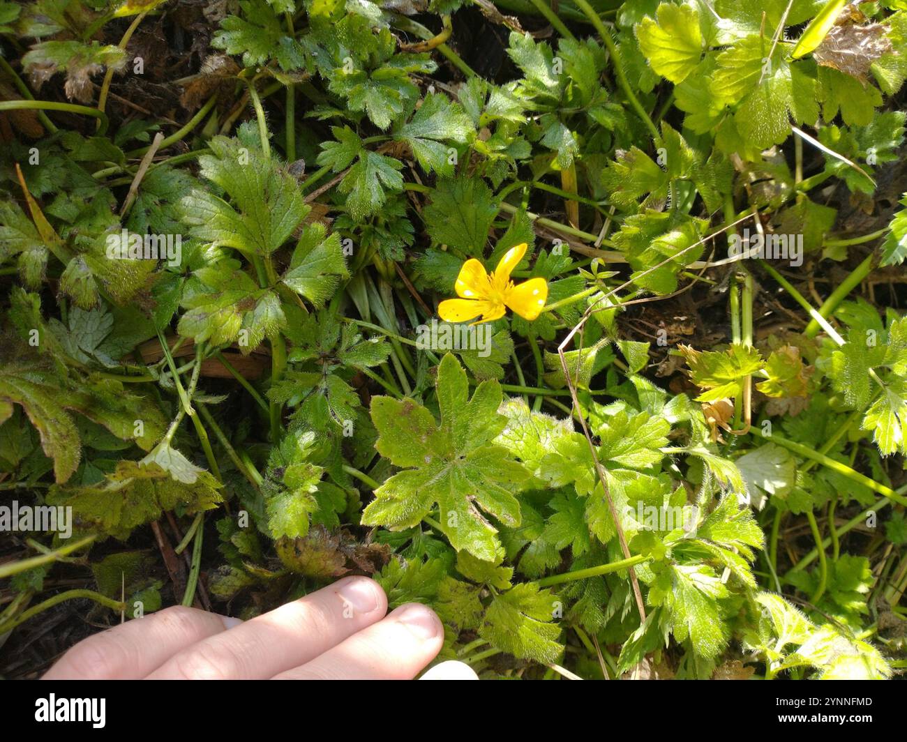 Creeping buttercup (Ranunculus repens Stock Photo - Alamy