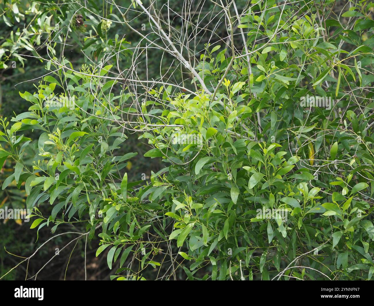 Earpod Wattle (Acacia auriculiformis Stock Photo - Alamy