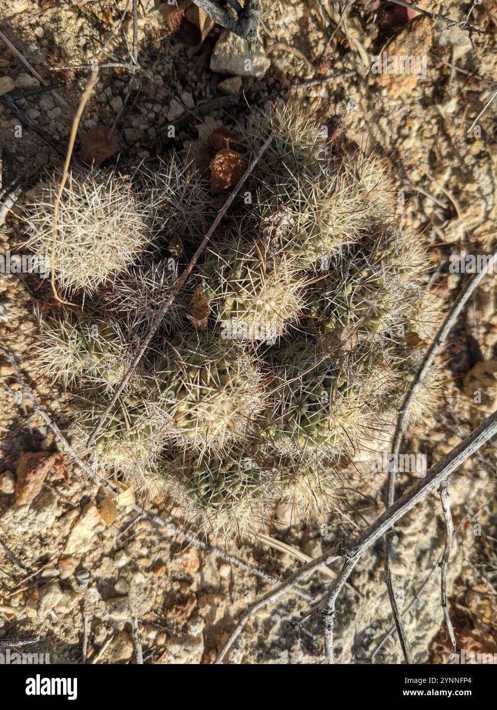 Schummann's Nipple Cactus (Cochemiea schumannii Stock Photo - Alamy