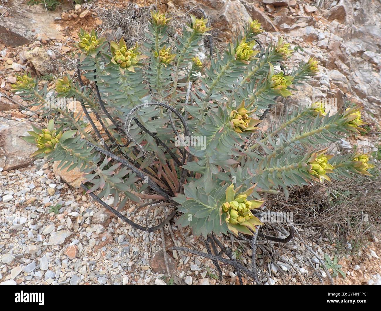 Gopher plant (Euphorbia rigida Stock Photo - Alamy